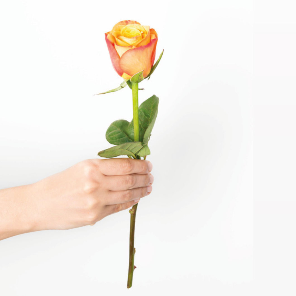 How do I care for my cut rose - Field Of Flowers